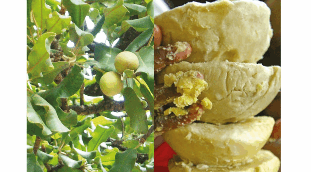Les vertus de l’hysope africaine – Agri rest